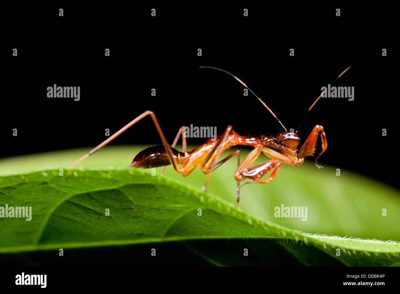 Ant mimic mantis hi-res stock photography and images - Alamy