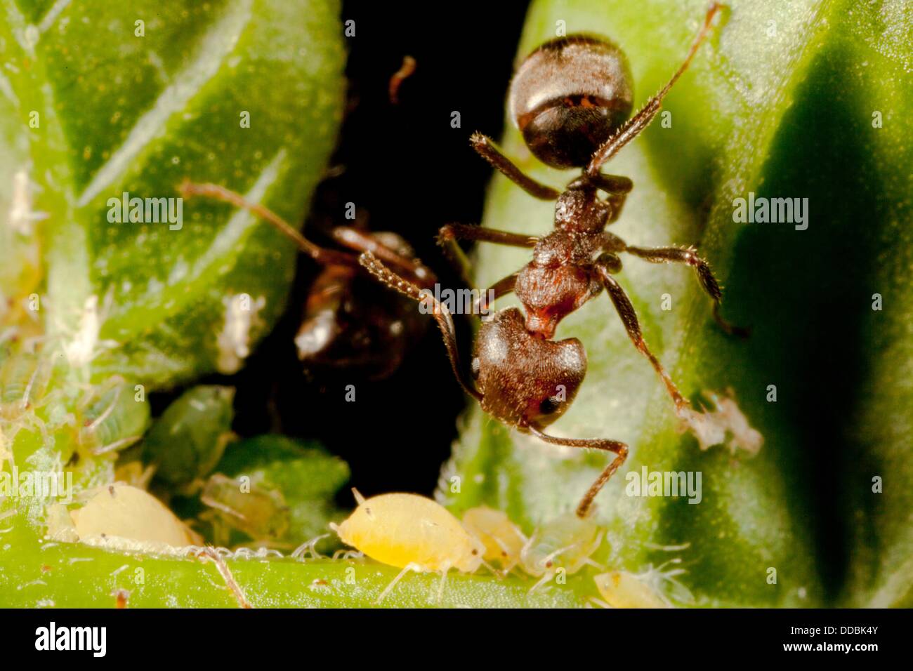 Borneo Ant Plant High Resolution Stock Photography and Images - Alamy