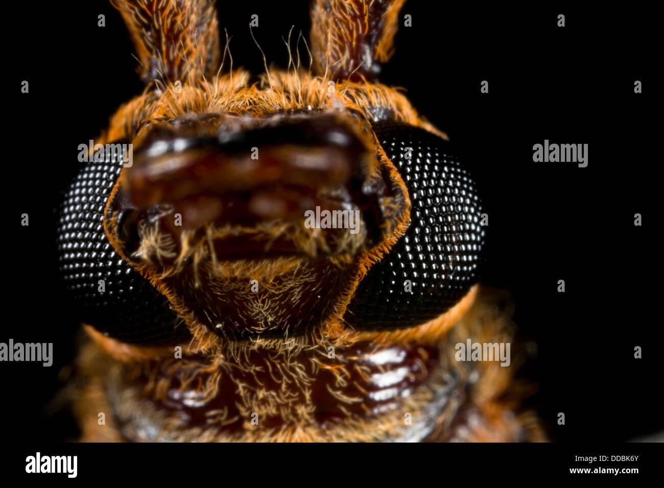 Long horned weevil hi-res stock photography and images - Alamy