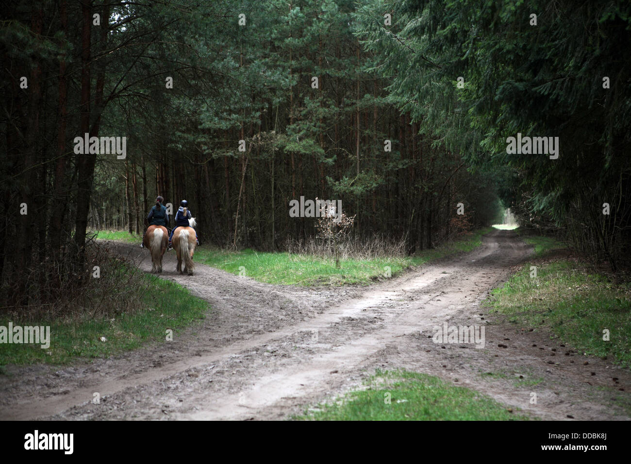 Crossing in the forest hi-res stock photography and images - Alamy