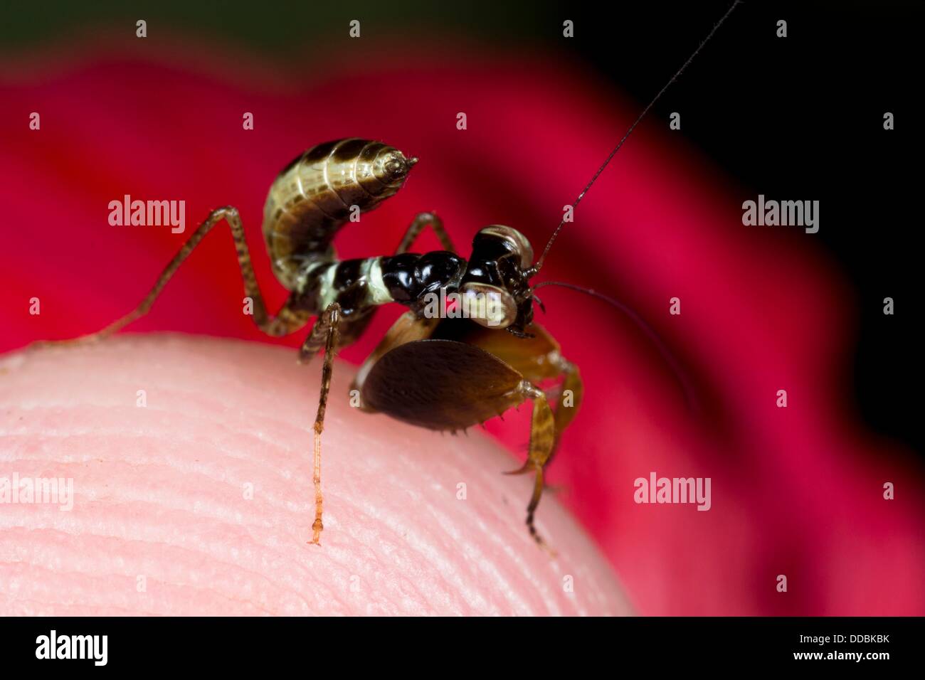 Ant mimic mantis Stock Photo - Alamy