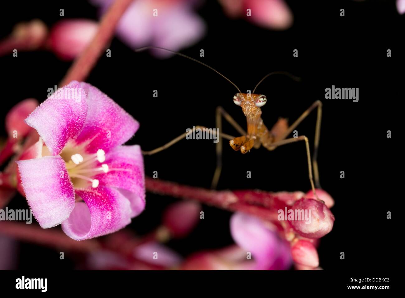 Ant mimic mantis Stock Photo - Alamy