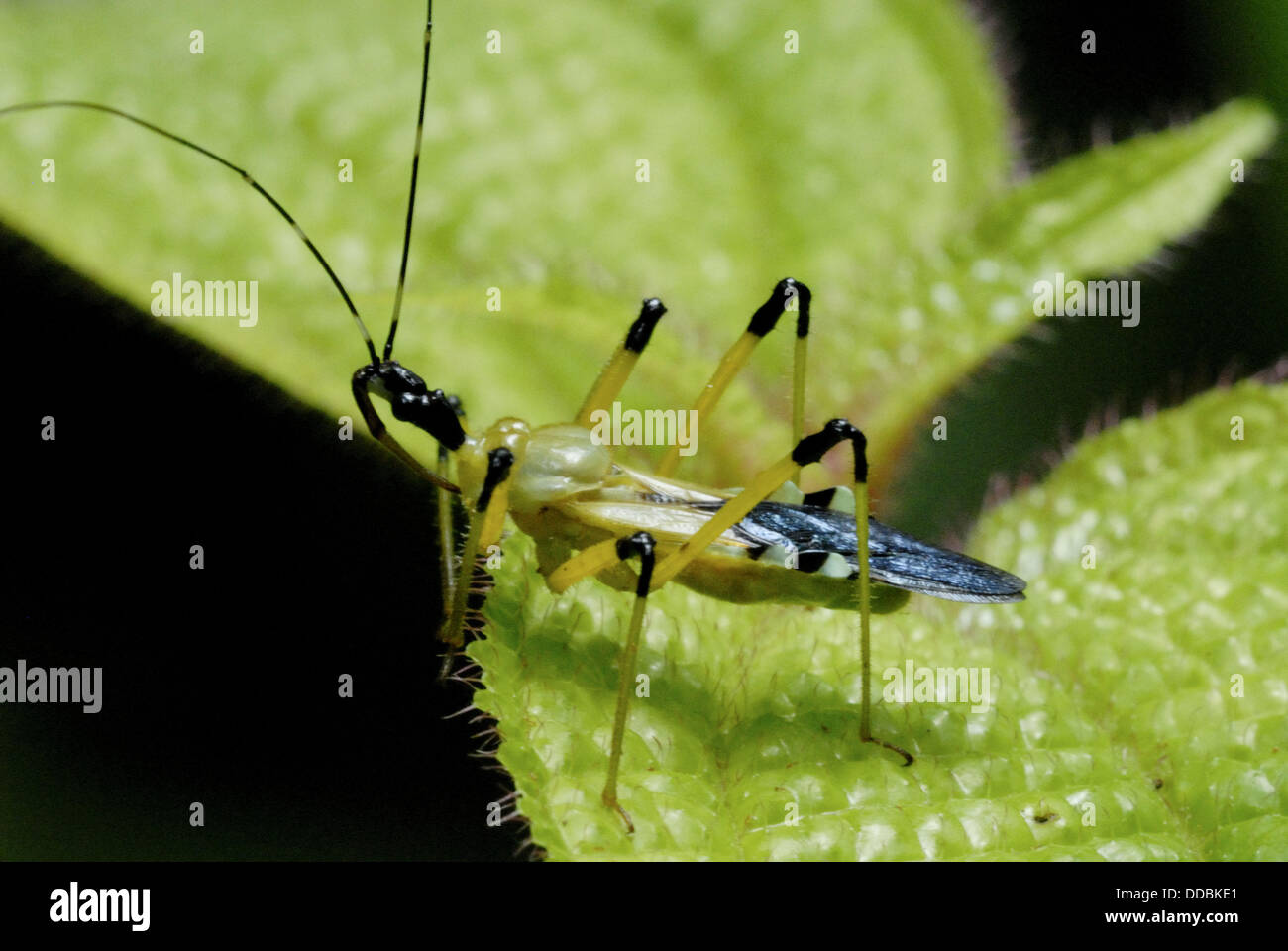 Tiny head insect living in Borneo tropical rain forest Stock Photo - Alamy