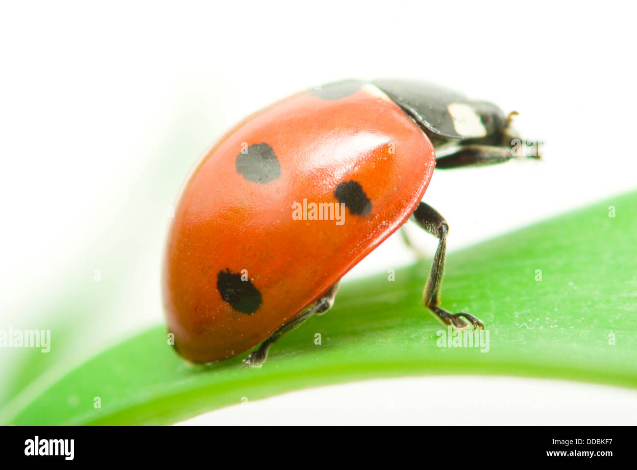 Ladybug antenna hi-res stock photography and images - Alamy