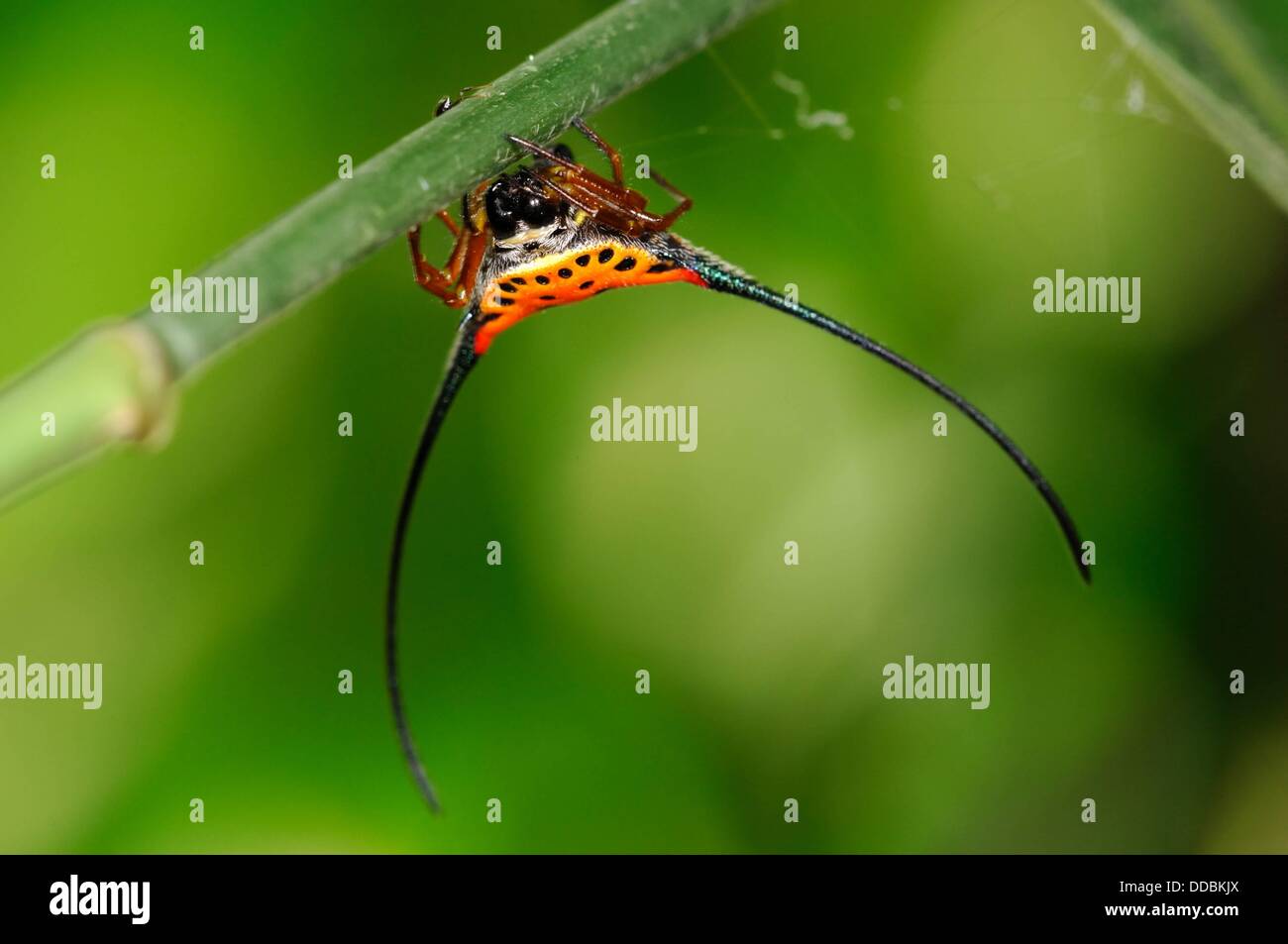 Spider with horn hi-res stock photography and images - Alamy