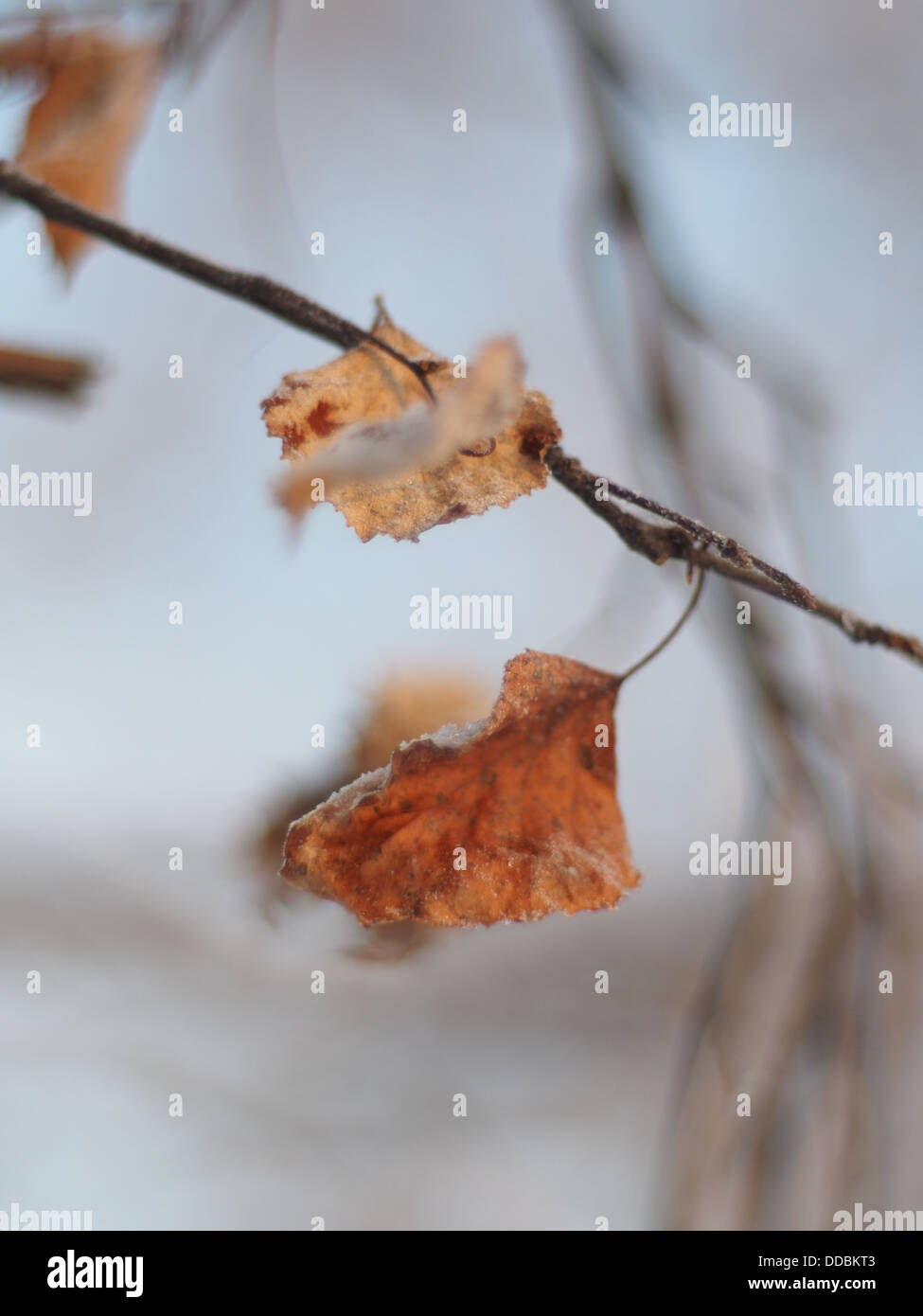 dry leaves on a tree in winter Stock Photo - Alamy