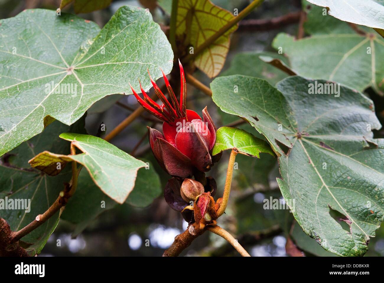 Pie de gallo flower hi-res stock photography and images - Alamy