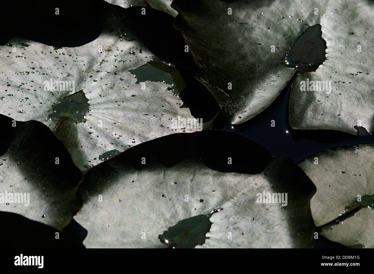 Big Lotus leaves close up Stock Photo - Alamy