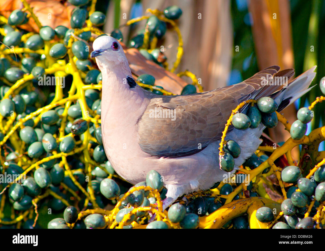 A rusty peach colored dove sitting in a yellow plant tipped with ...