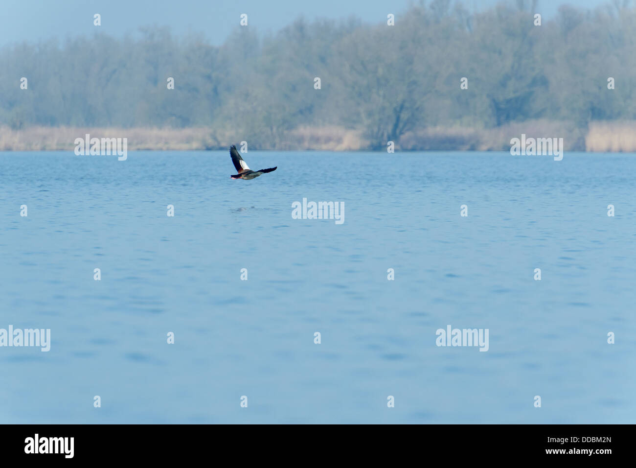 Dutch duck hi-res stock photography and images - Alamy