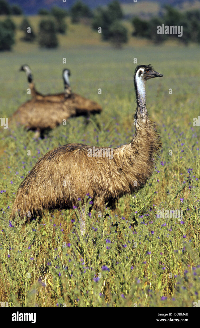 Flinders ranges emu hi-res stock photography and images - Alamy