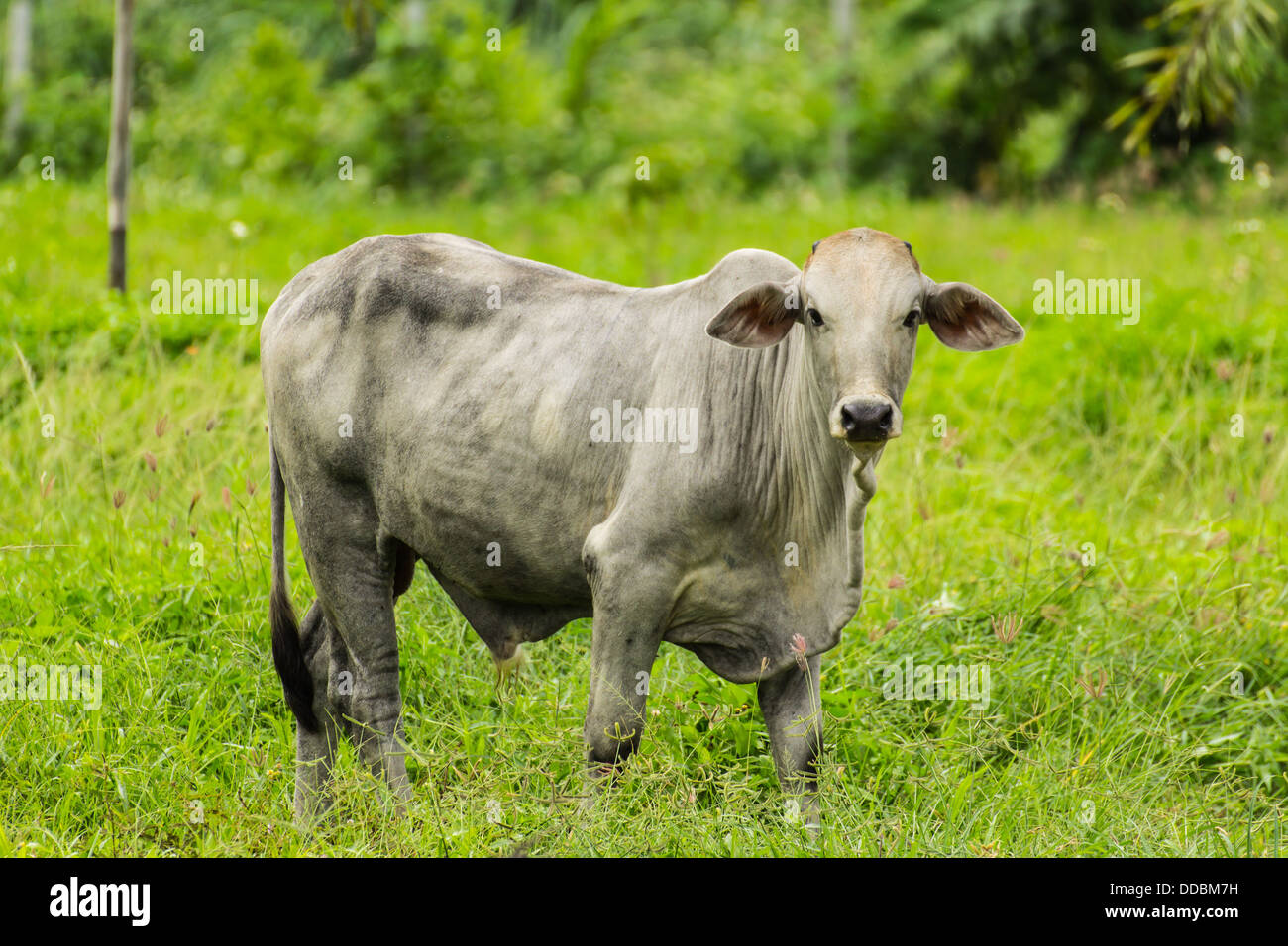 White cow eating in pasture Stock Photo - Alamy