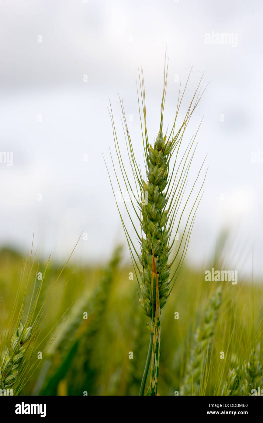 Single use fields hi-res stock photography and images - Alamy