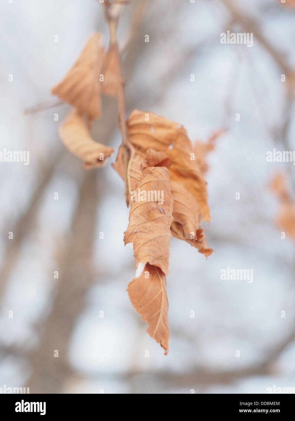 dry leaves on a tree in winter Stock Photo - Alamy