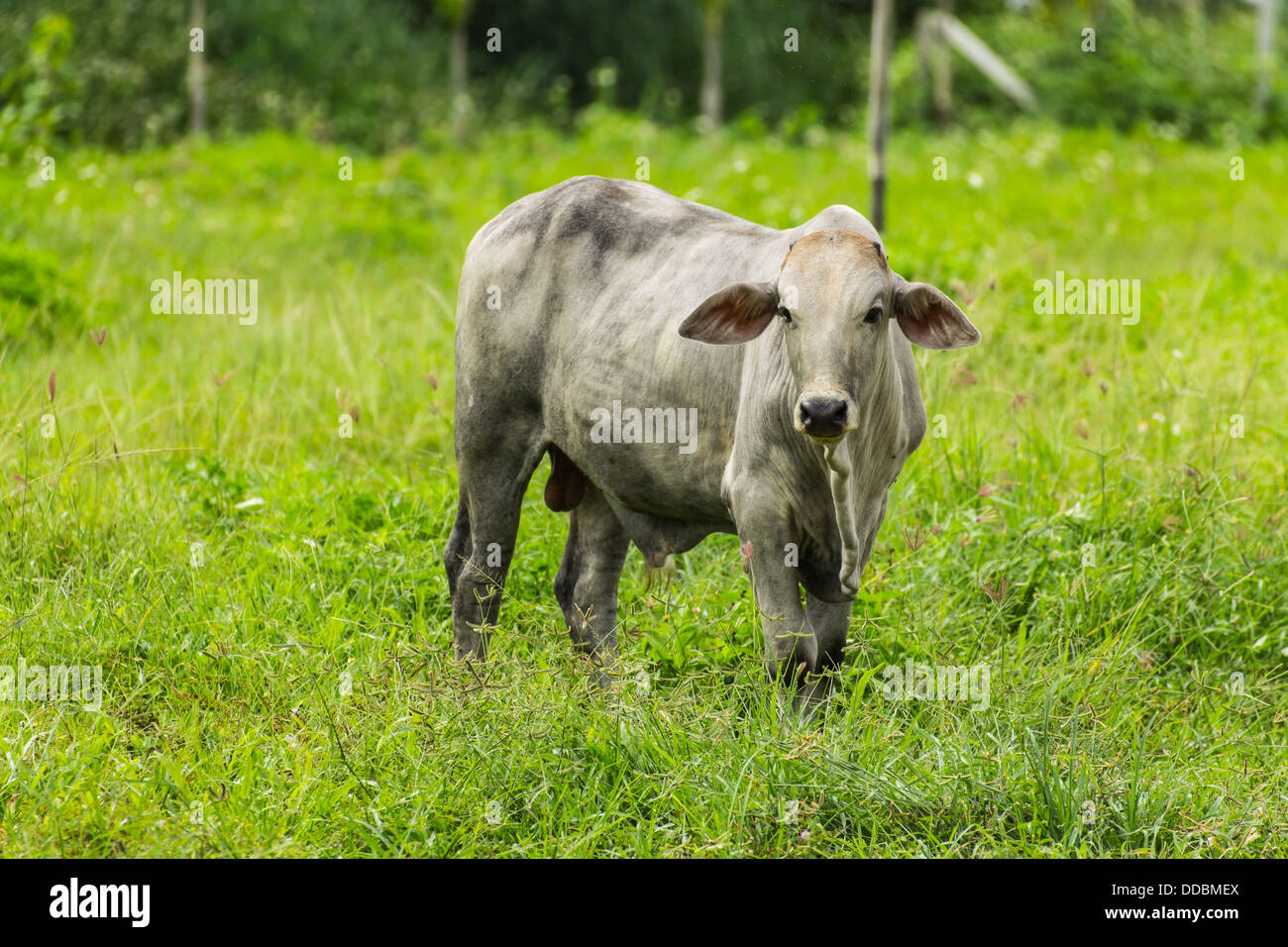 White cow in farmland hi-res stock photography and images - Alamy
