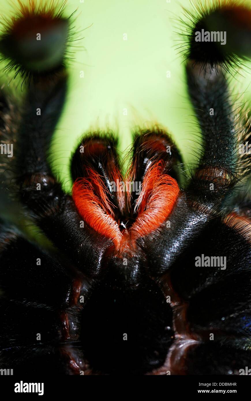 Chelicera High Resolution Stock Photography and Images - Alamy