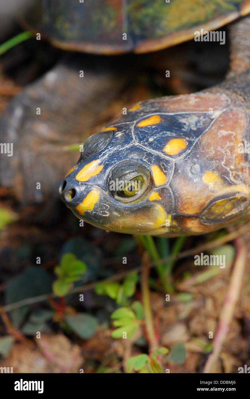 Pelomedusidae High Resolution Stock Photography and Images - Alamy