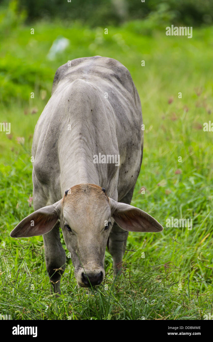 White cow eating in pasture Stock Photo - Alamy