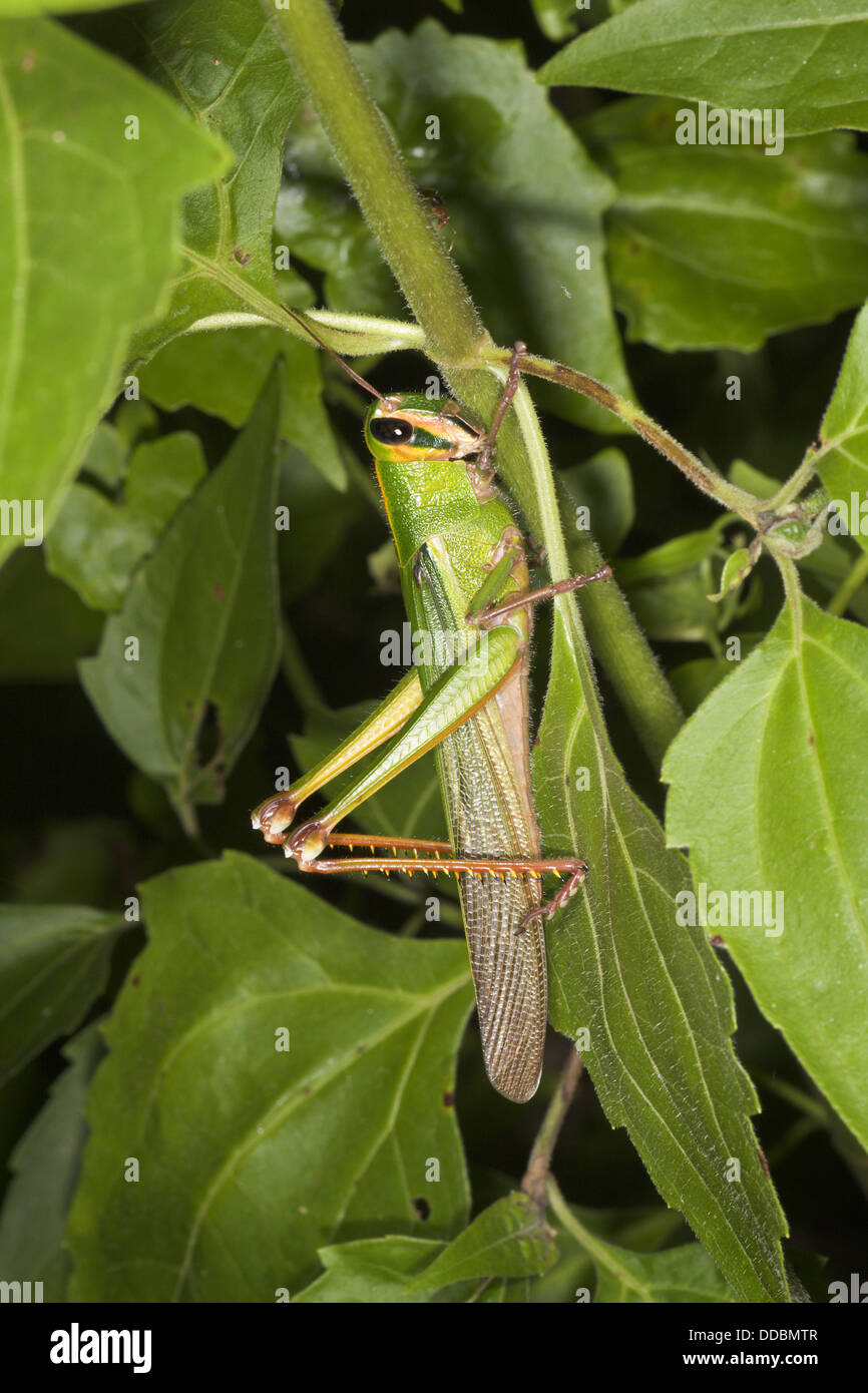 Grasshopper of malaysia hi-res stock photography and images - Alamy