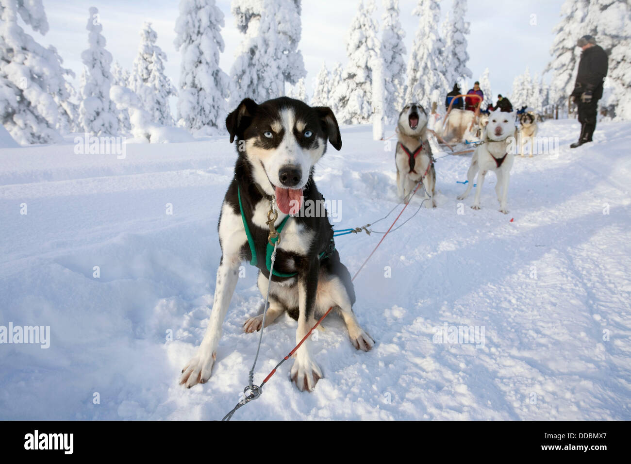 Finland, Lapland, sled Stock Photo - Alamy