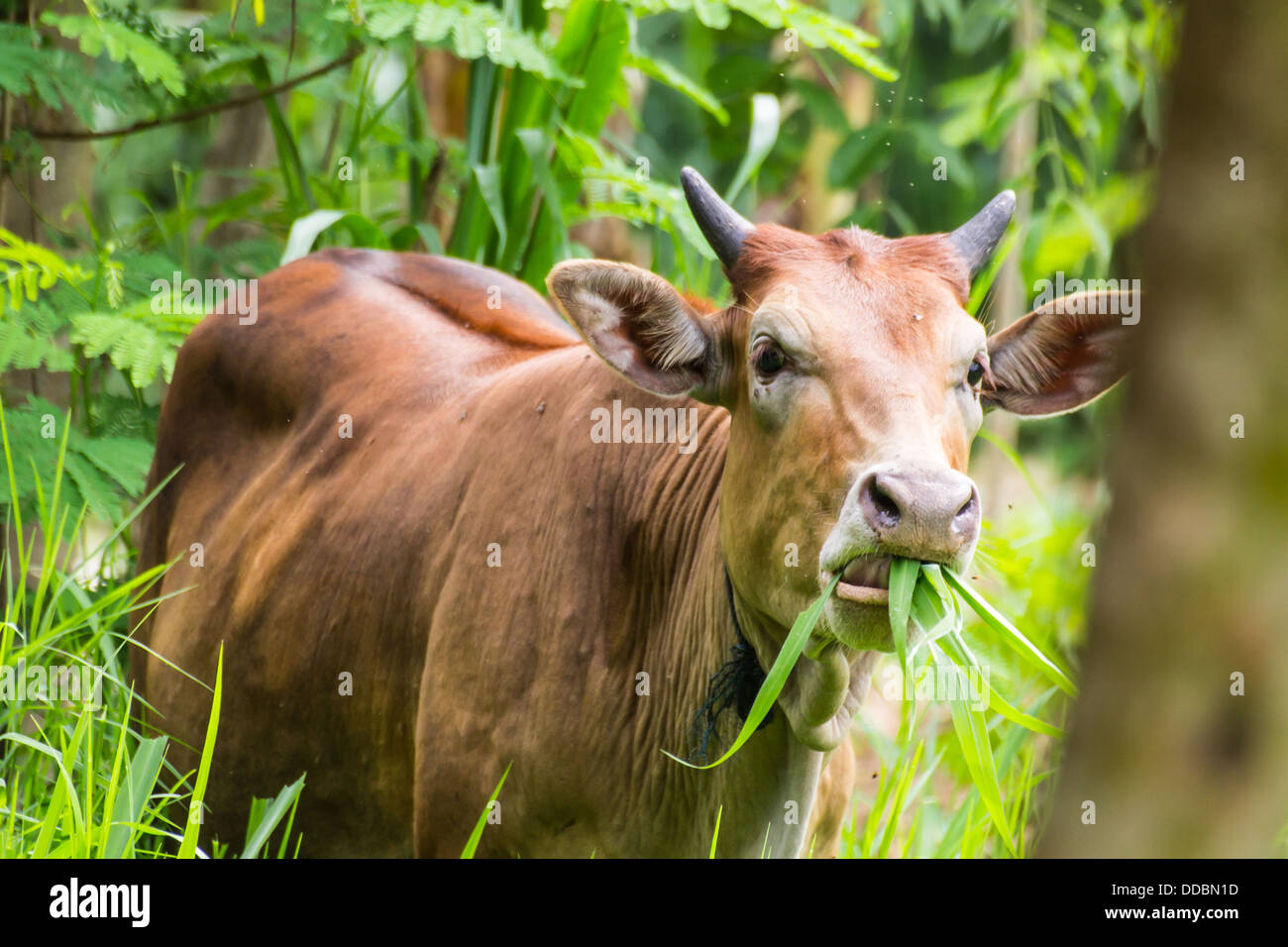 Brown cow eating in pasture Stock Photo - Alamy