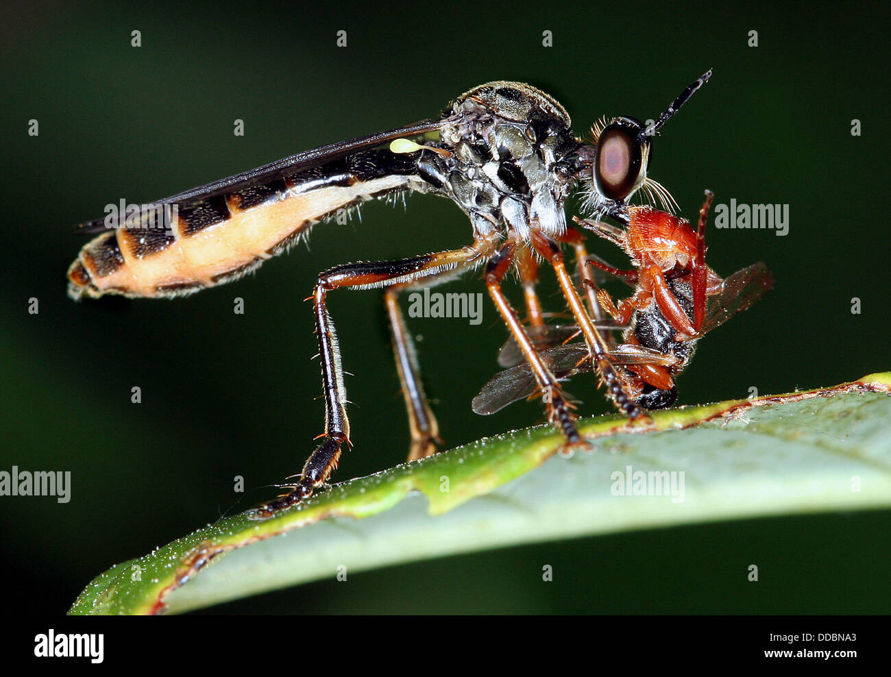 Dioctria sp hi-res stock photography and images - Alamy