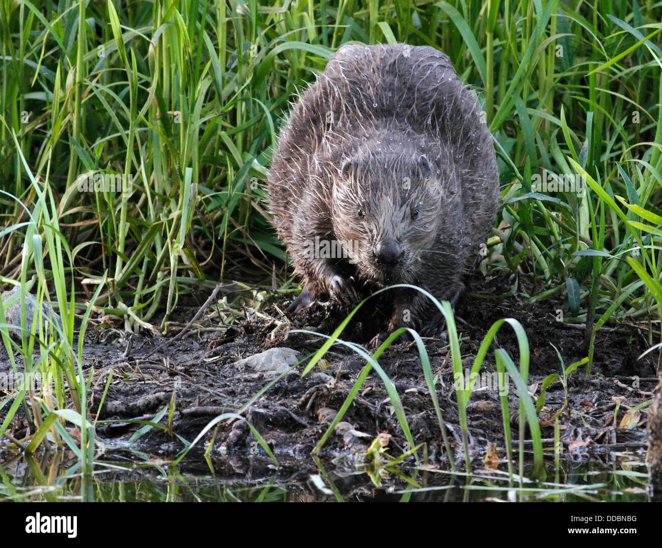 Castoridae hi-res stock photography and images - Alamy