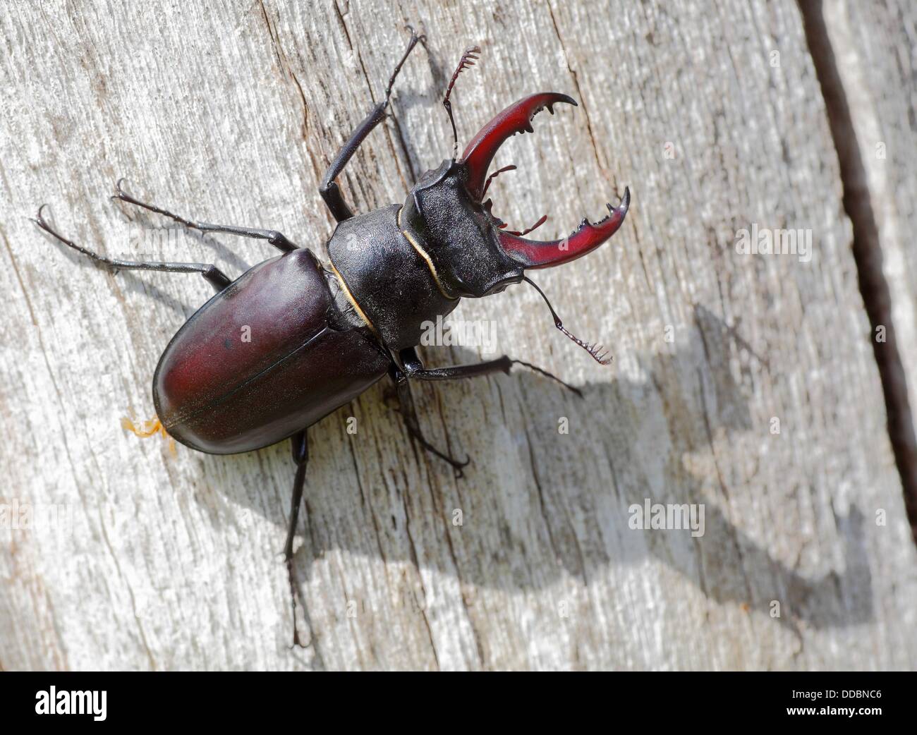 Lucanidae Stock Photos & Lucanidae Stock Images - Alamy