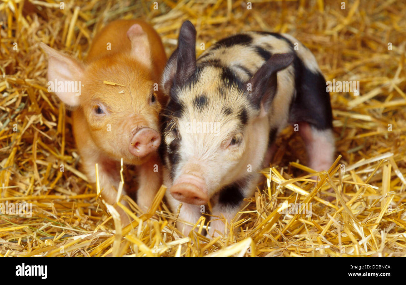 Young pigs. Sweden Stock Photo - Alamy