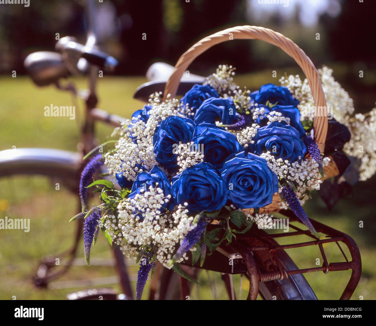 Blue Roses on bicycle Stock Photo - Alamy