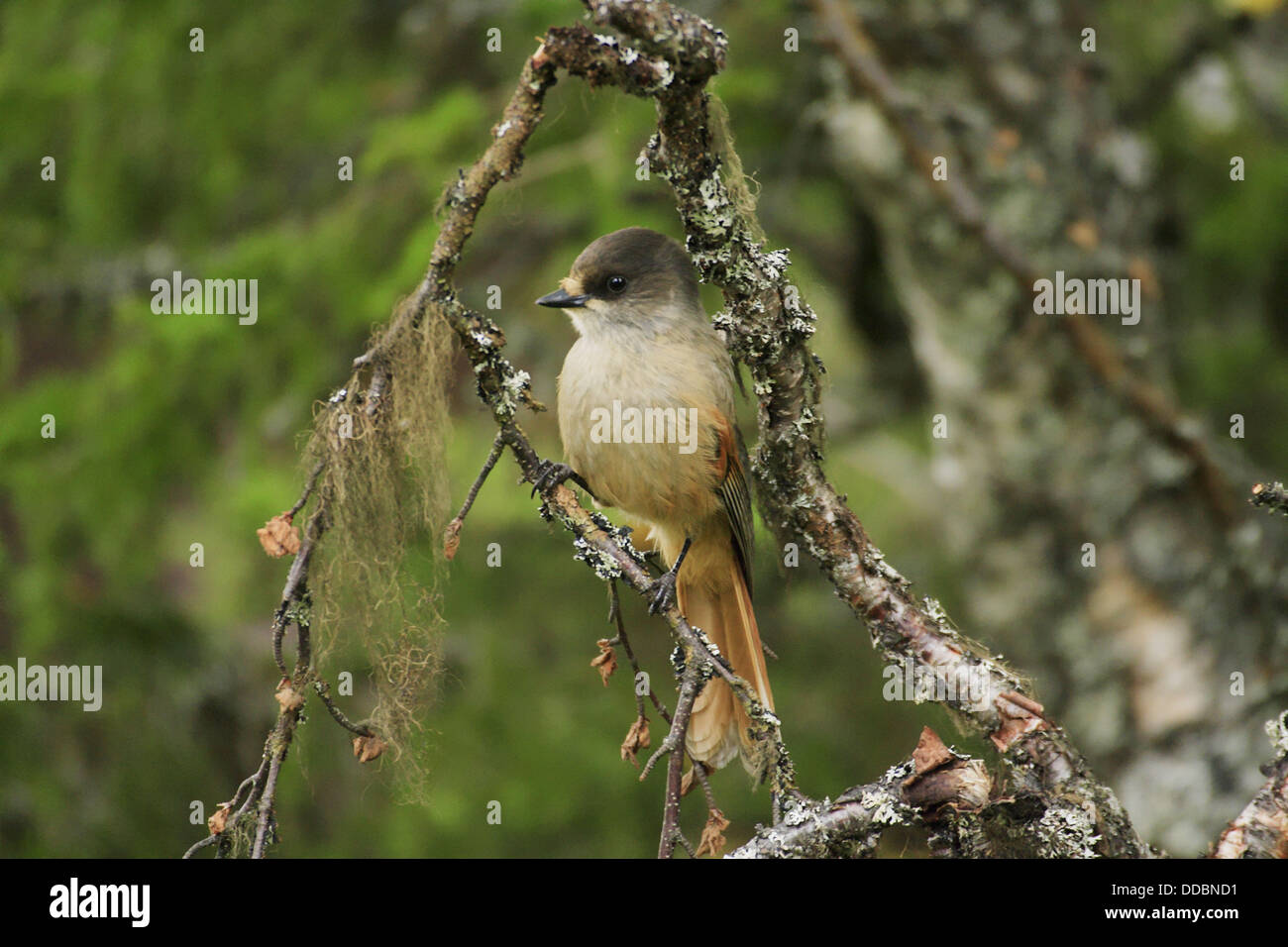 Perisoreus infaustus Jämtland Sweden Stock Photo - Alamy