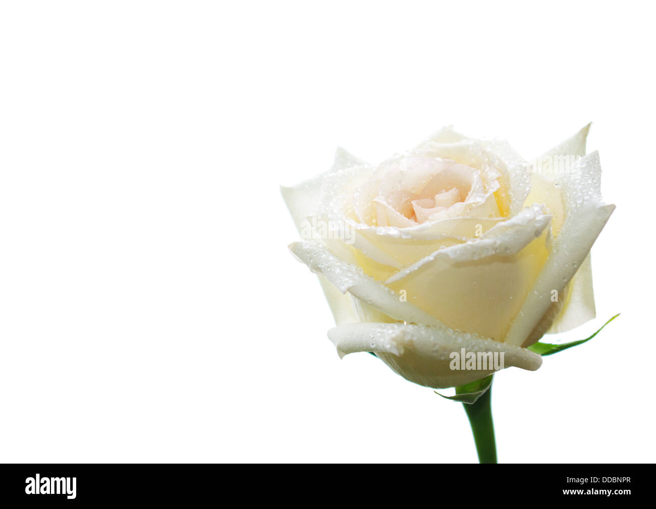 White blooms Cut Out Stock Images & Pictures - Alamy