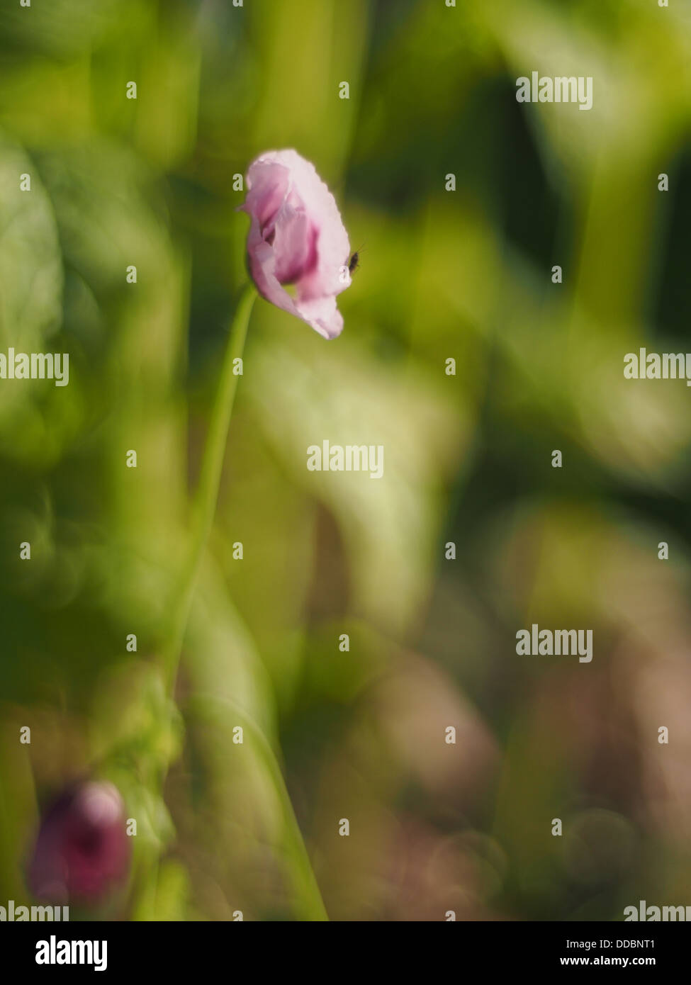 Poppy in the forest Stock Photo - Alamy
