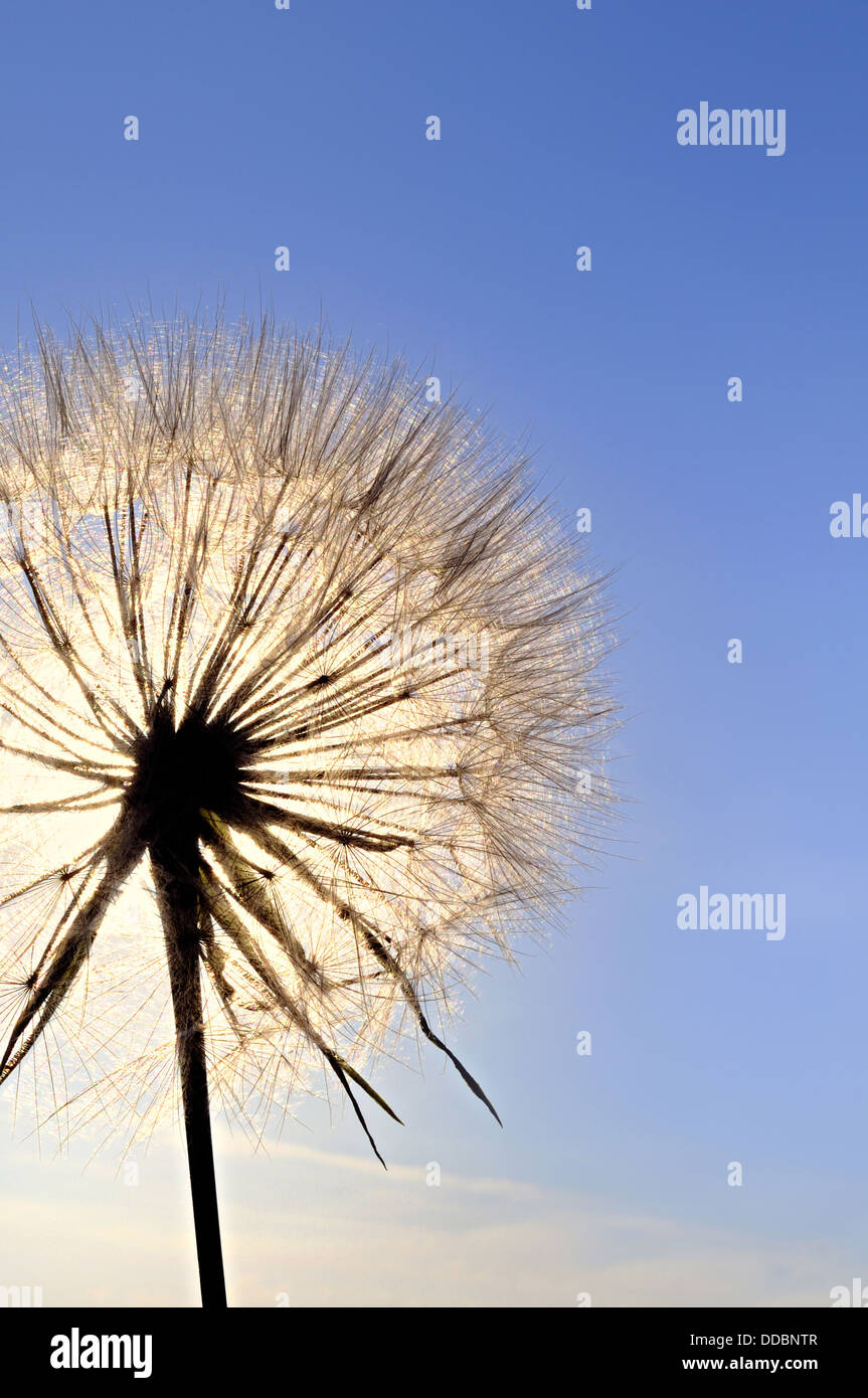 Dandelion flower seed head Taraxacum Stock Photo - Alamy