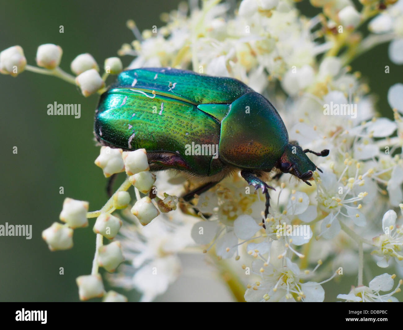 Chafer beetle on a flower Stock Photo - Alamy