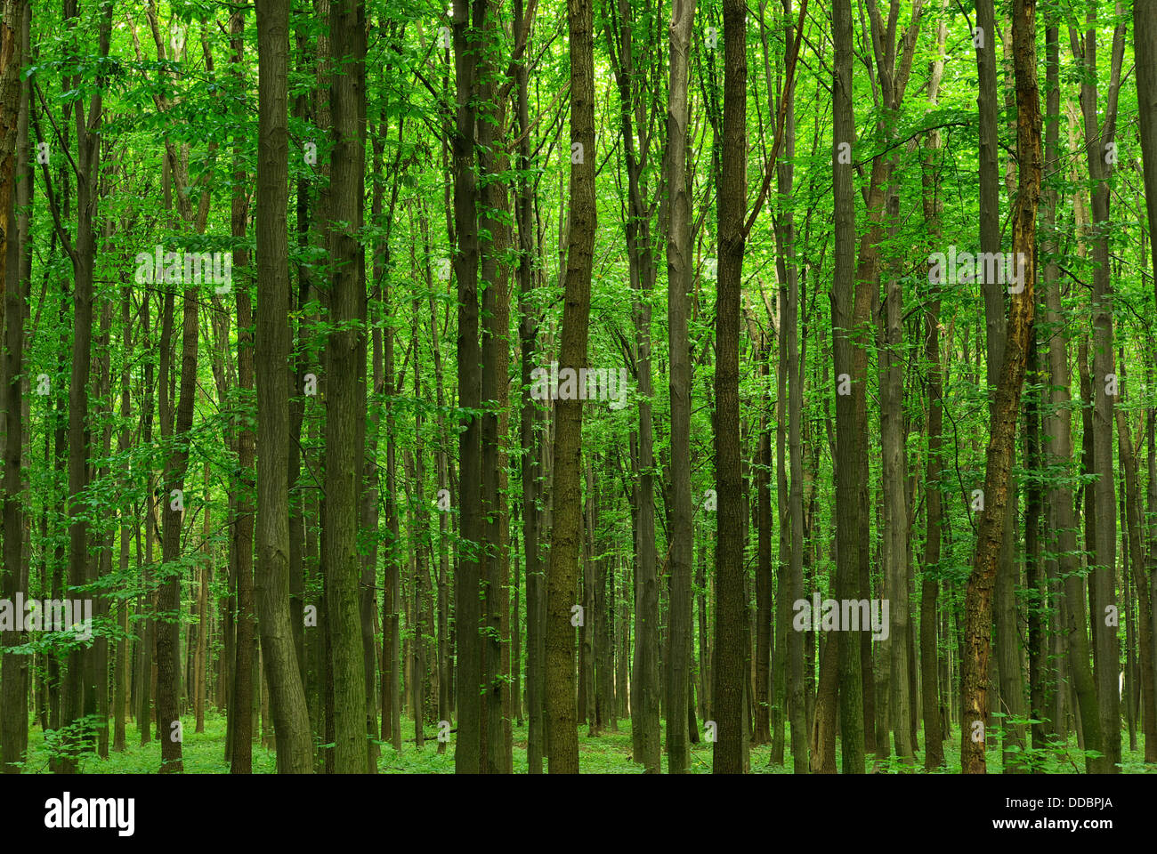 forest tree Stock Photo - Alamy