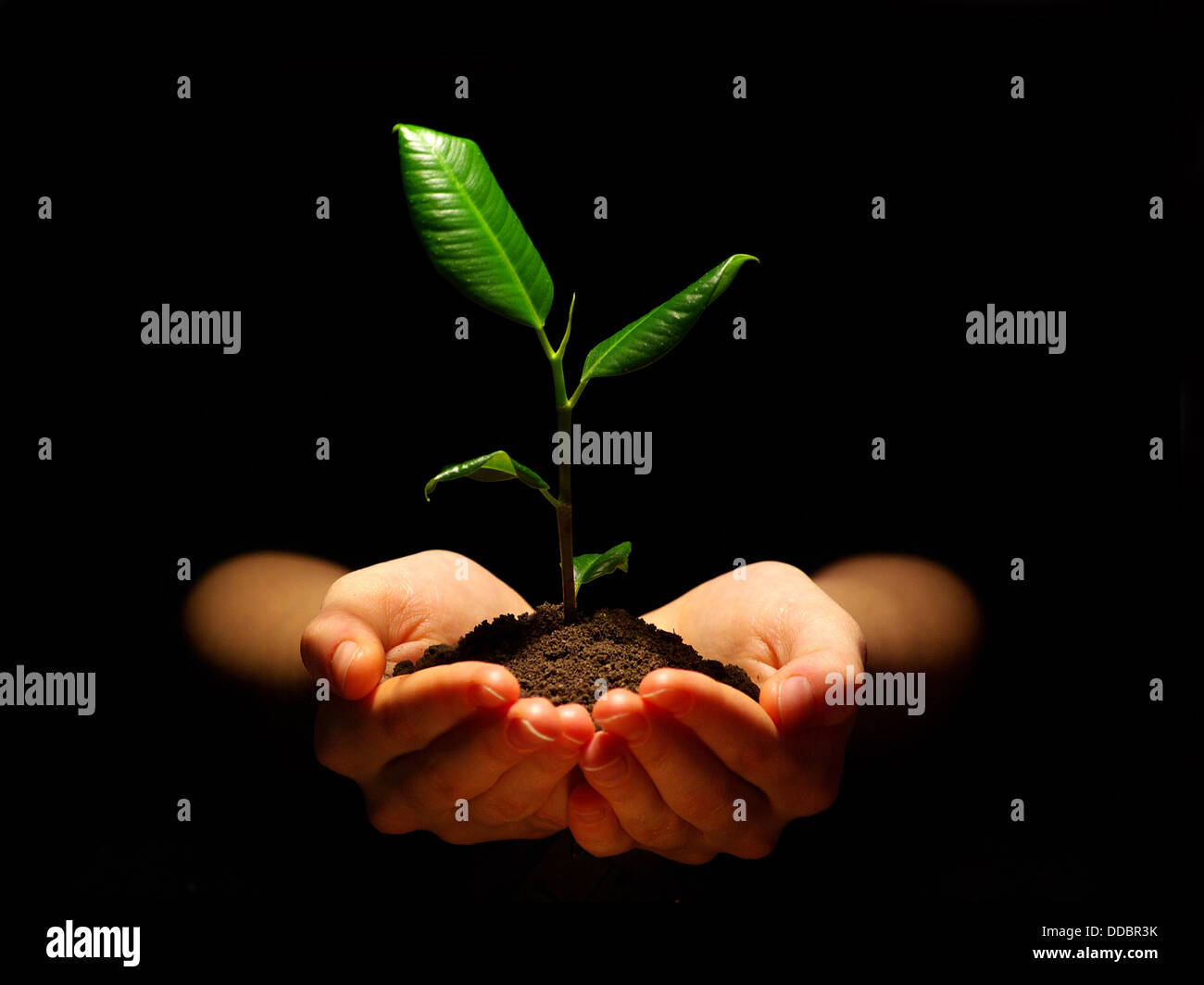 plant in hands Stock Photo - Alamy