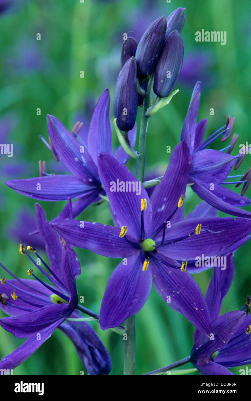 Common camas (Camassia quamash), Bush Park, Salem, Oregon Stock Photo ...