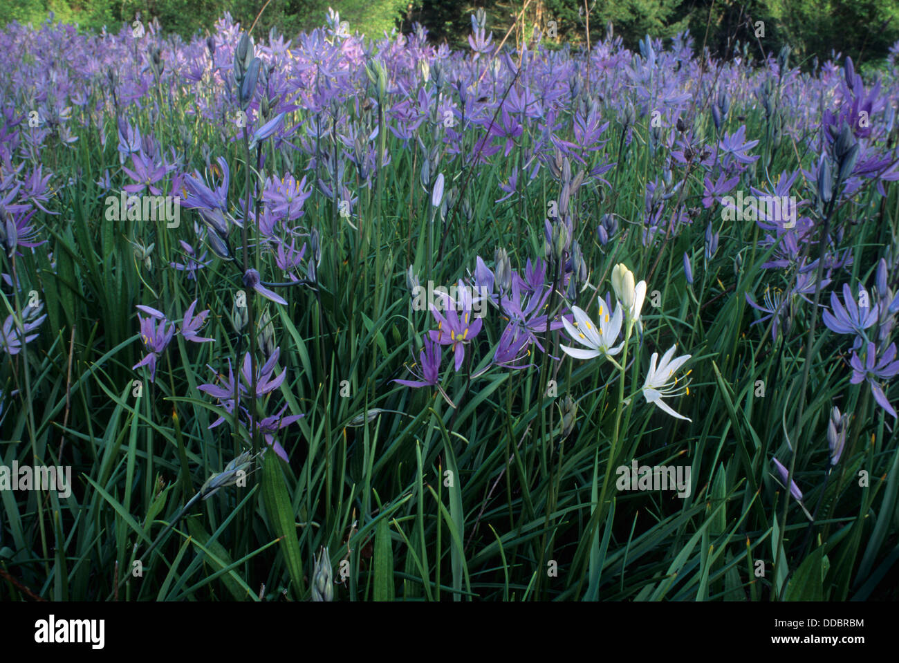 Common camas (Camassia quamash), Bridalveil Falls State Park, Columbia ...