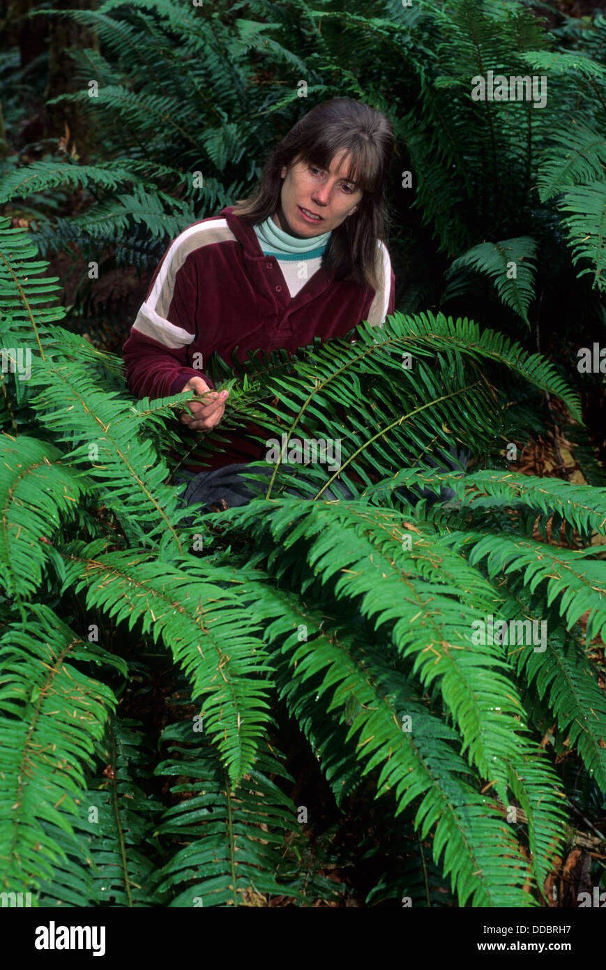Sword fern along Old Growth Ridge Trail, Eugene District Bureau of Land ...