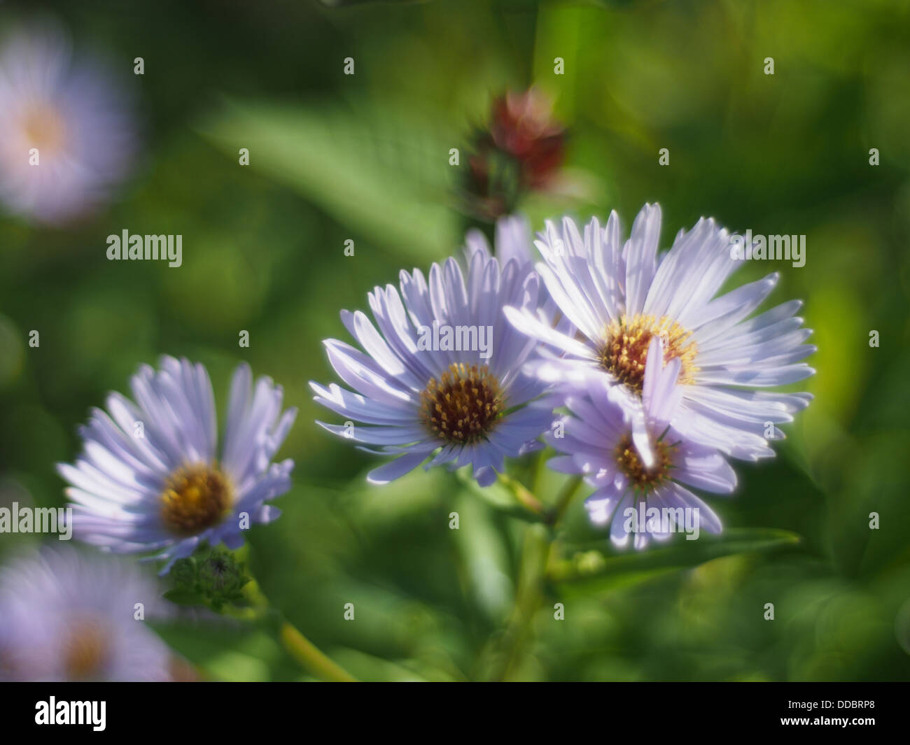 Perennial aster hi-res stock photography and images - Alamy