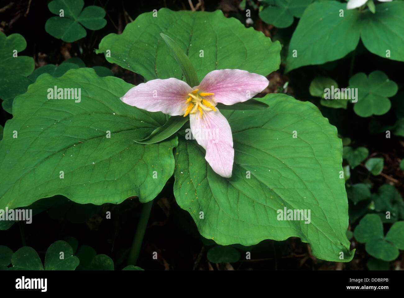 Western trillium (Trillium ovatum), Cascade Head Preserve, Oregon Stock ...
