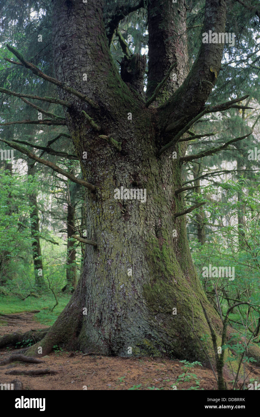 Sitka Spruce, Cascade Head Preserve, Oregon Stock Photo - Alamy