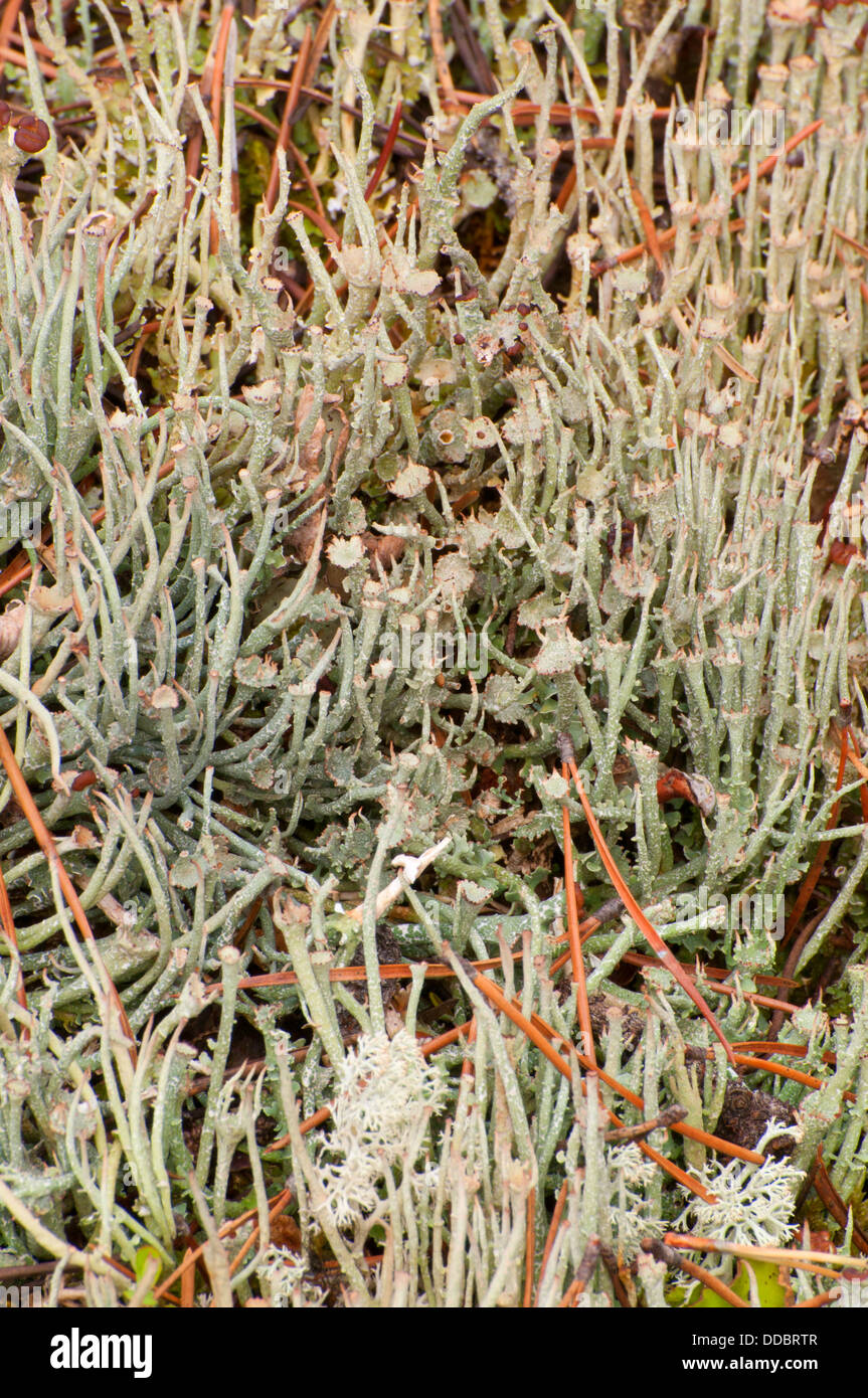 Lichen, Banff National Park, Alberta, Canada Stock Photo - Alamy