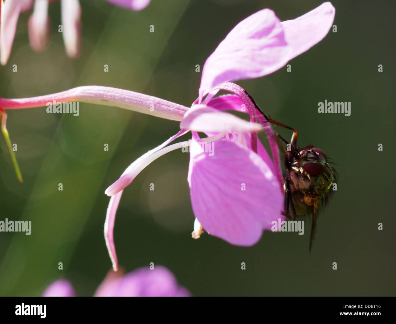 Fly on a flower Stock Photo - Alamy
