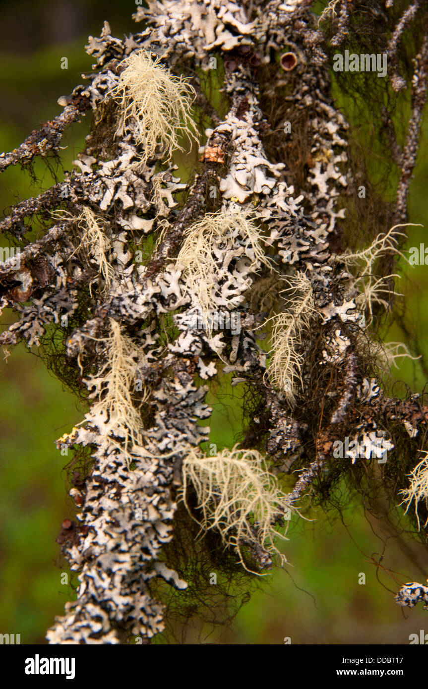 Lichen, Banff National Park, Alberta, Canada Stock Photo - Alamy