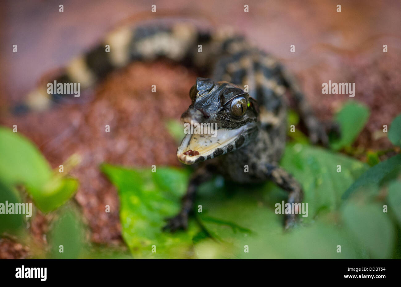 Caiman eggs hi-res stock photography and images - Alamy