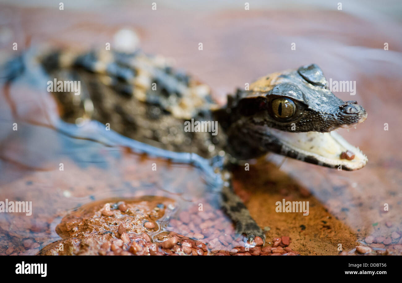 Caiman eggs hi-res stock photography and images - Alamy