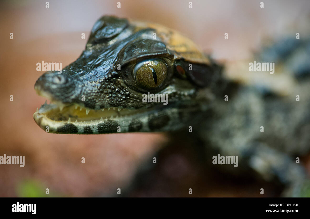 Caiman eggs hi-res stock photography and images - Alamy