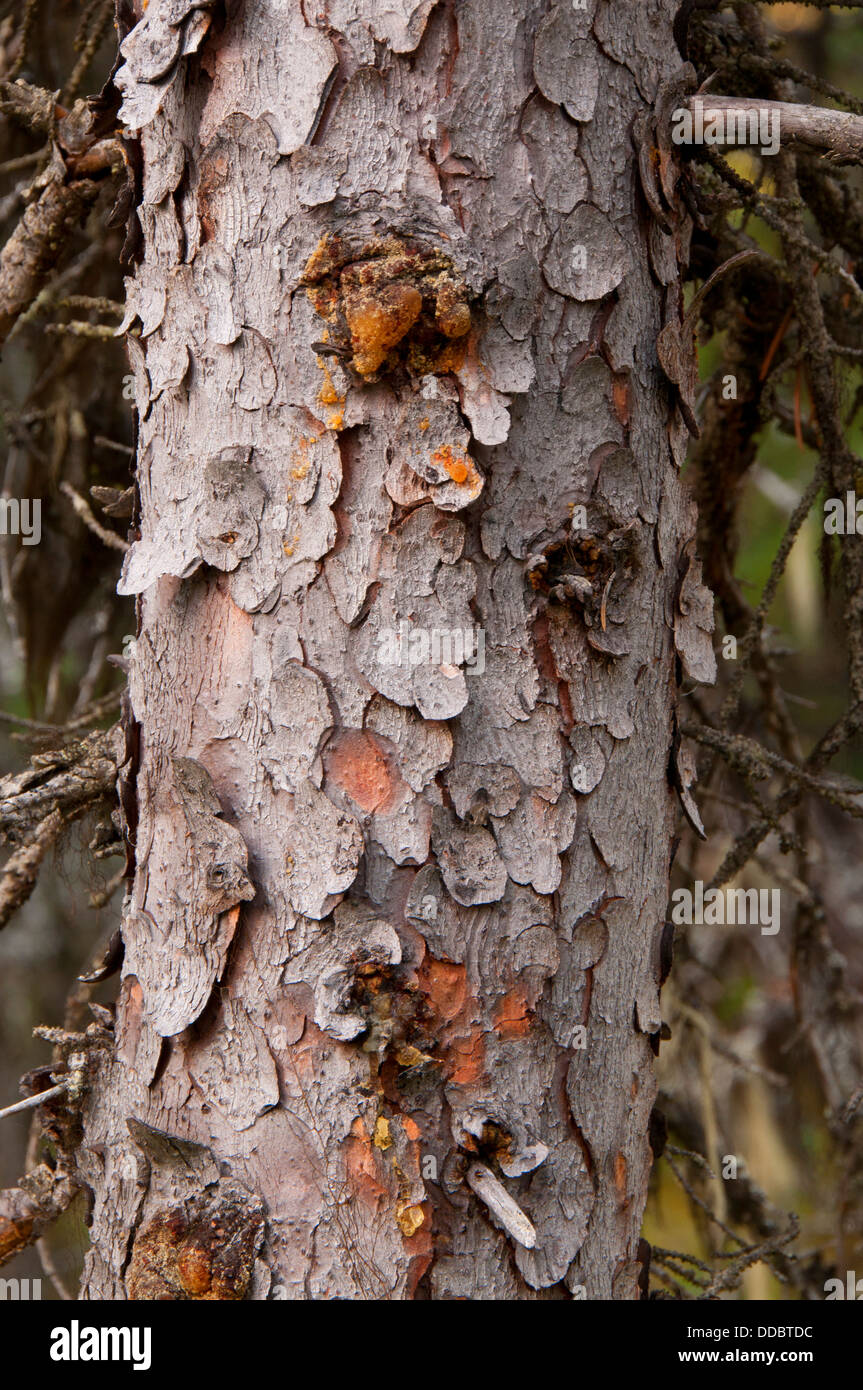 Scaly bark hi-res stock photography and images - Alamy